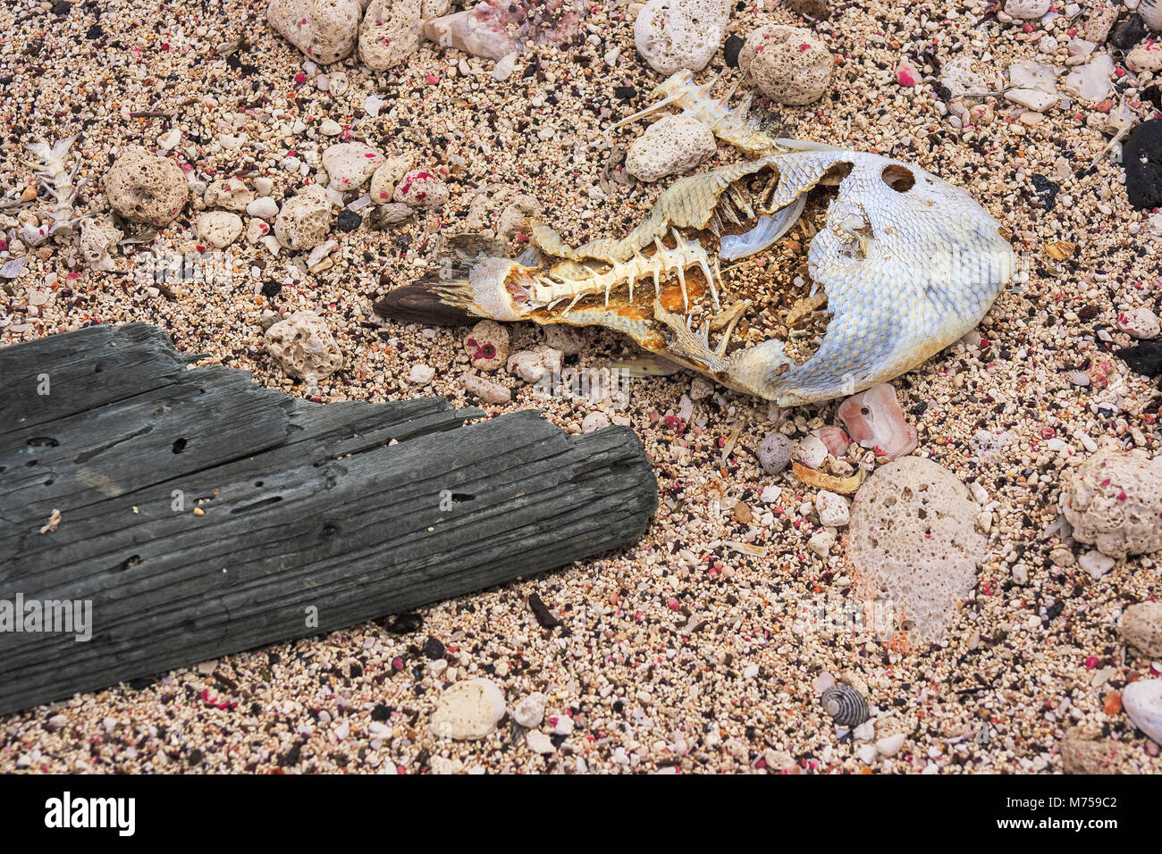 Fish sands beach hi-res stock photography and images - Alamy
