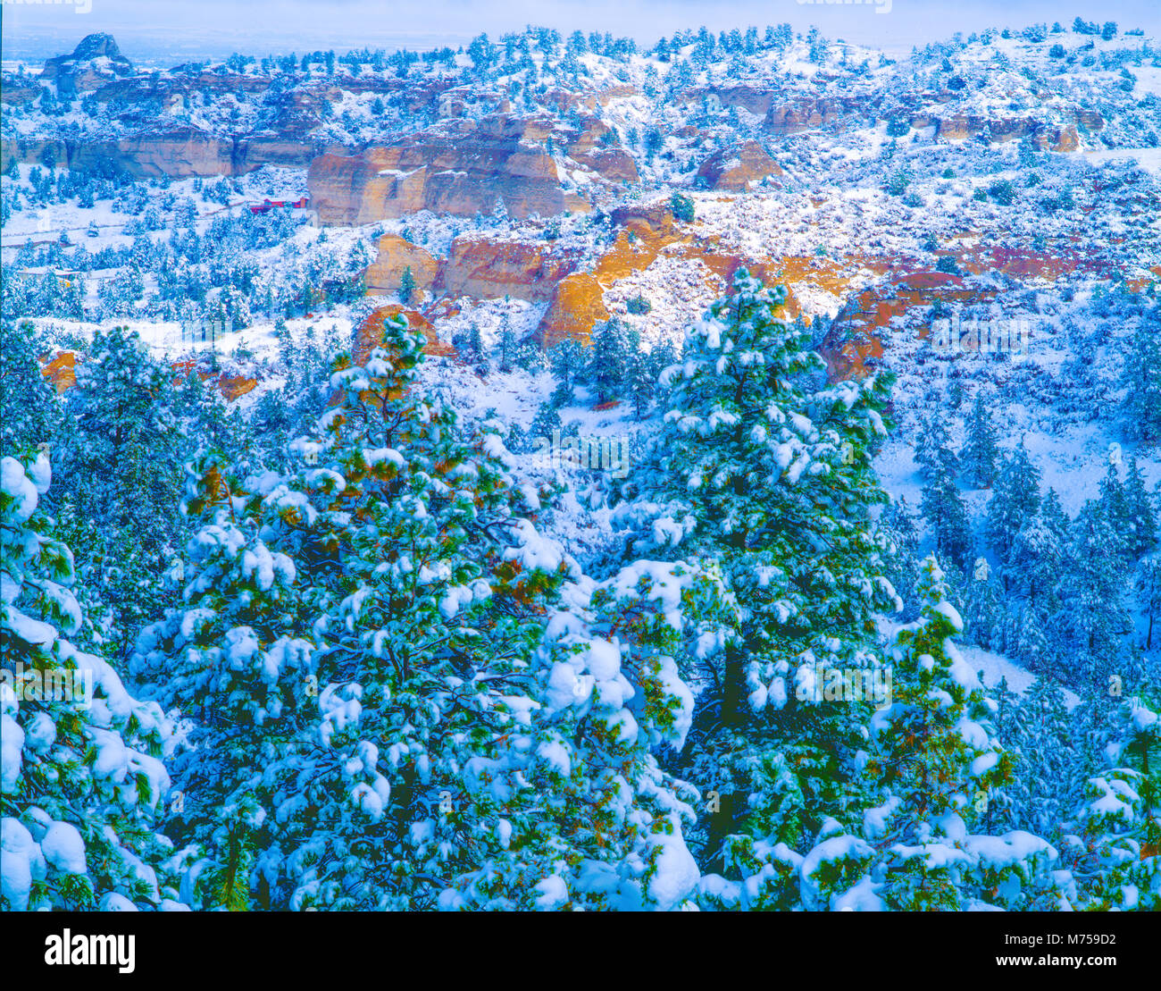 Snow-covered trees and snowy view, Wildcat Hills State Reserve ...