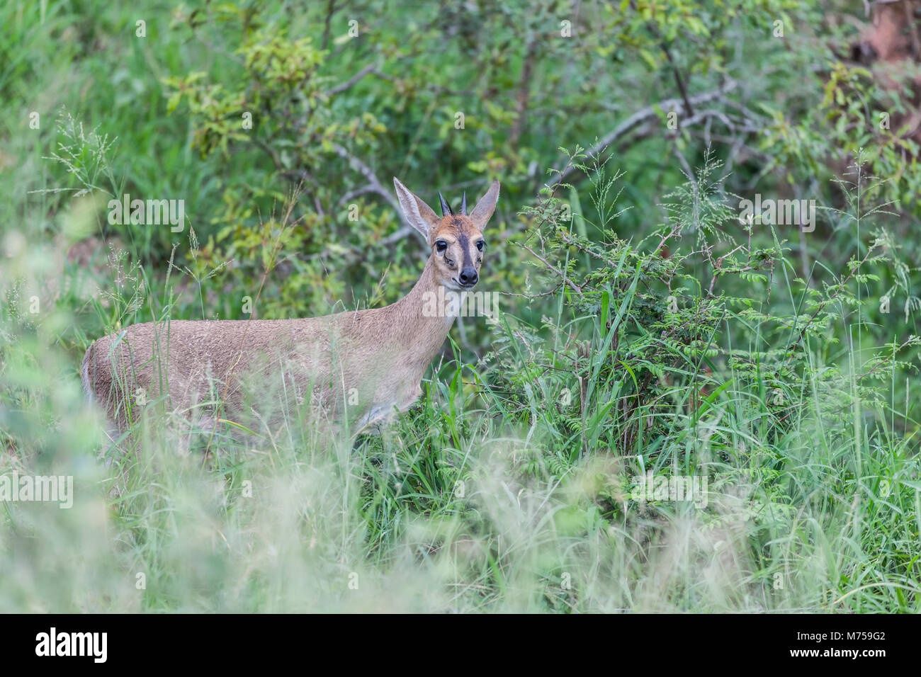 Common Duiker