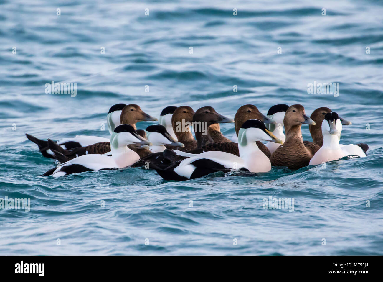 Common Eiders Stock Photos & Common Eiders Stock Images - Alamy
