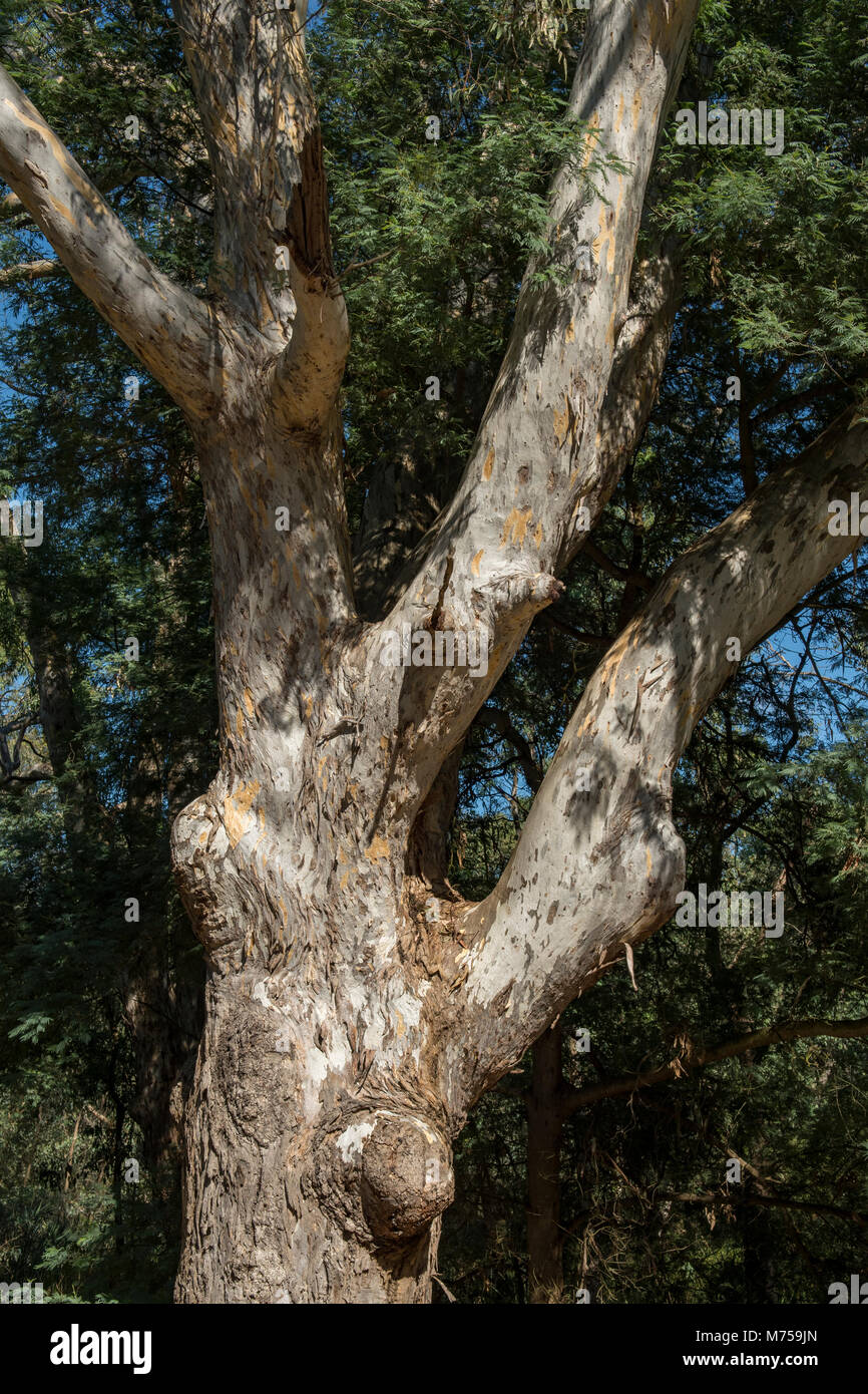 Old gum tree hi-res stock photography and images - Alamy