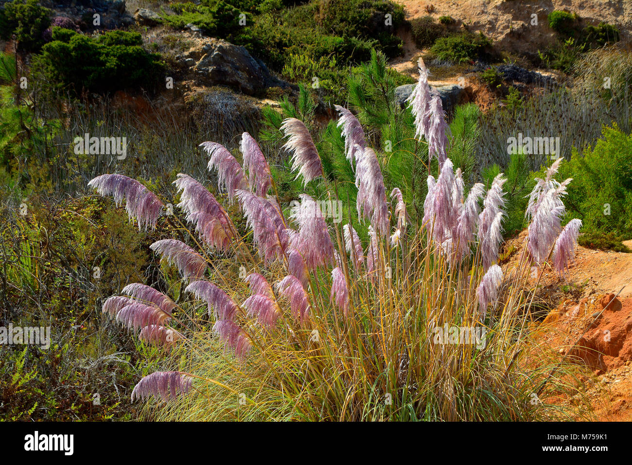 Plumose plant in the nature in Ericeira (Portugal Stock Photo - Alamy