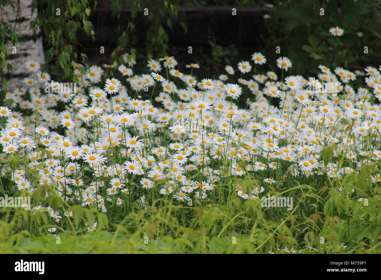 a field of daisies Stock Photo - Alamy