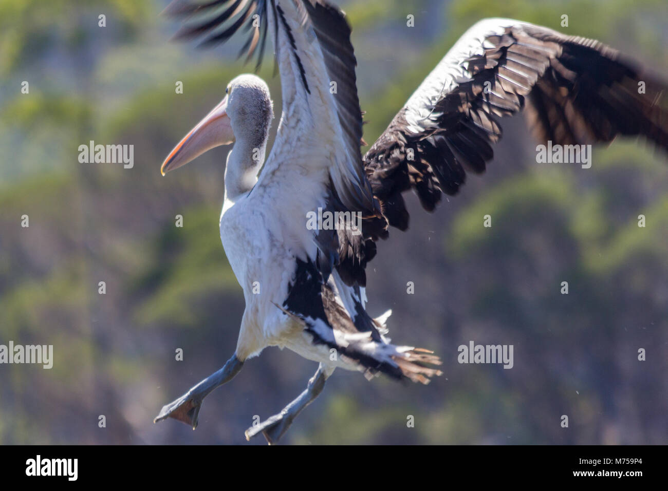 Pambula lake hi-res stock photography and images - Alamy