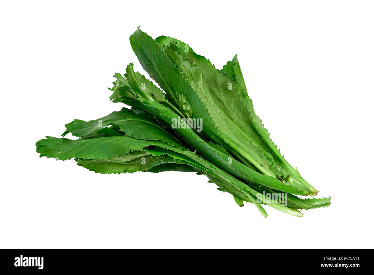 Culantro, Eryngium Foetidum isolated on white background Stock Photo ...