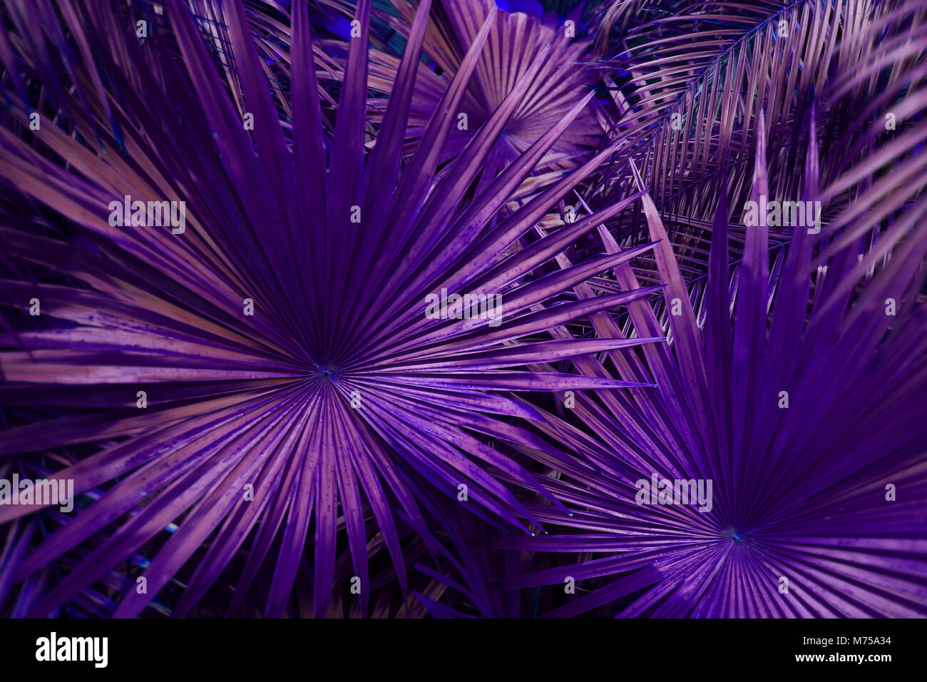 Tropical purple palm Leaves in exotic endless summer country Stock ...