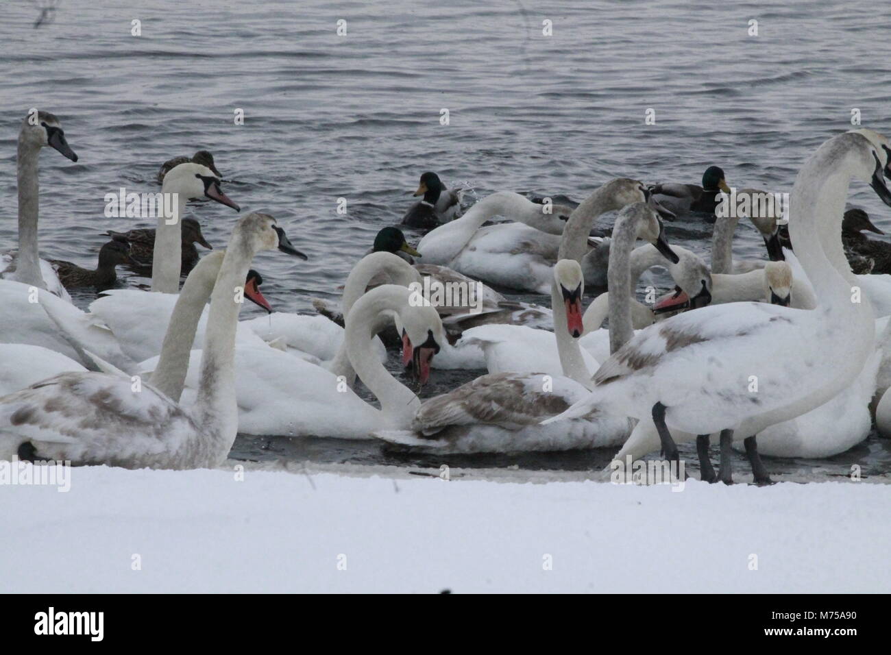 wild swan in cold frozen winter day on the river bank feeding and warm ...