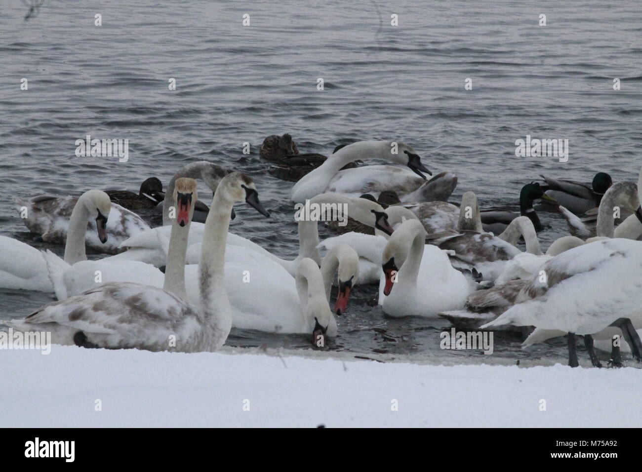 wild swan in cold frozen winter day on the river bank feeding and warm ...