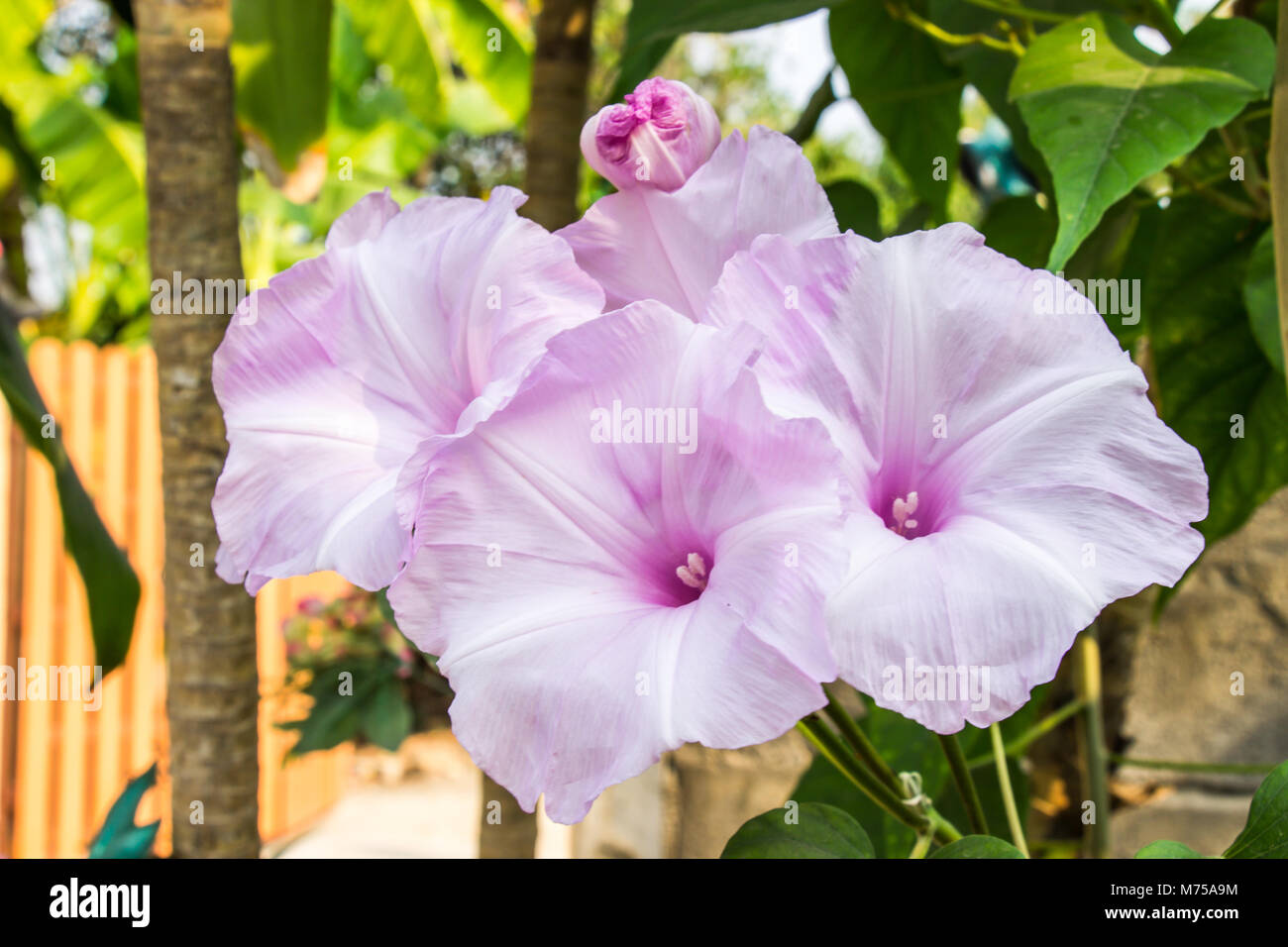 Morning Glory Tree or Ipomoea carnea beautiful white and pink flowers ...