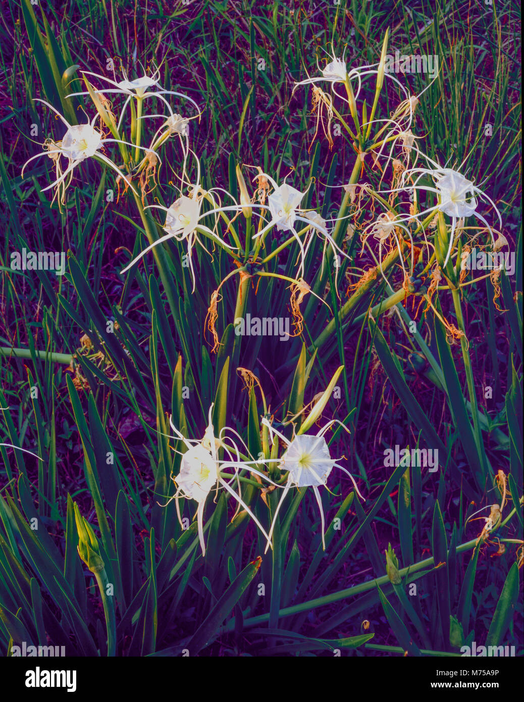 Spider lilies, Big Thicket National Preserve, Texas Hymenocallis ...
