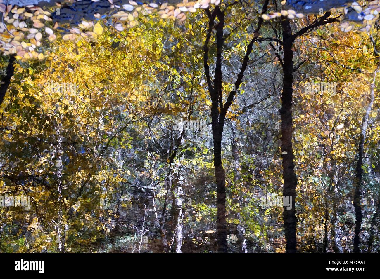 Reflections of trees and autumn leaves in a stream in the Poconos ...