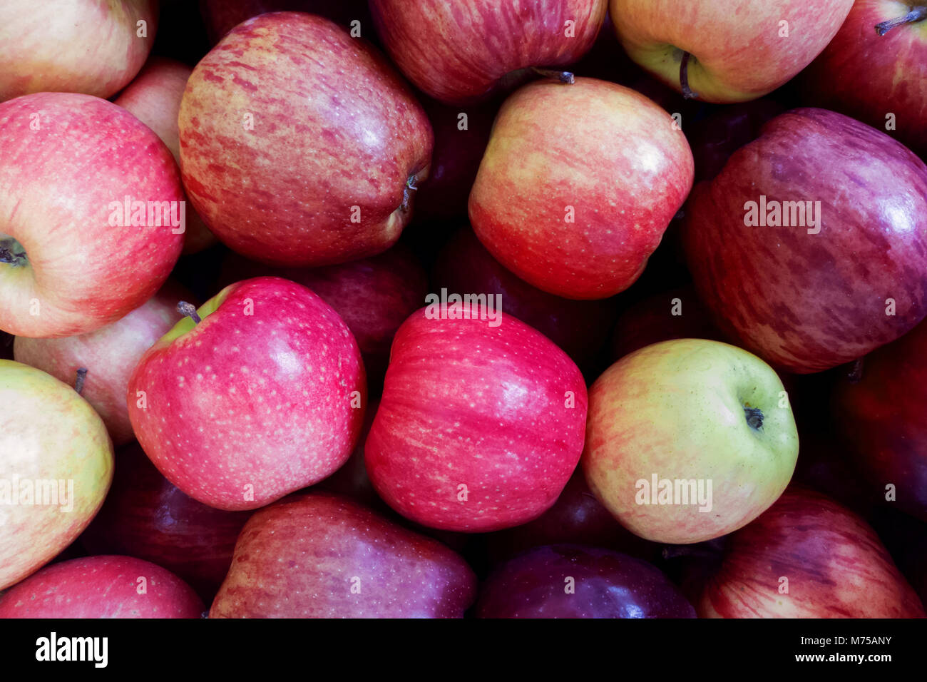 close up of fresh red and yellow organic apples on display counter at ...