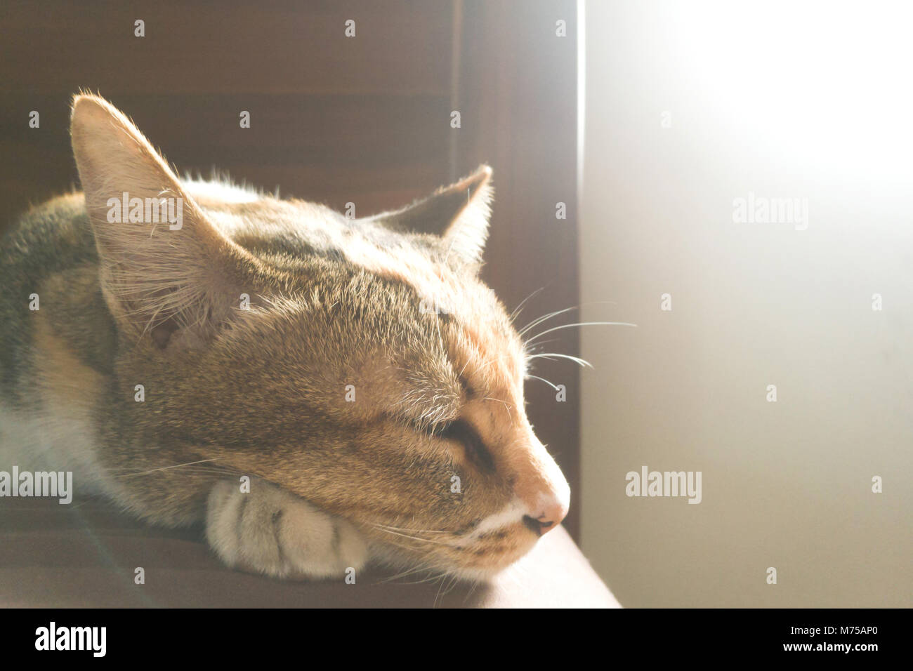 cat sleeping on the bed in the bedroom with warm sunlight in the ...