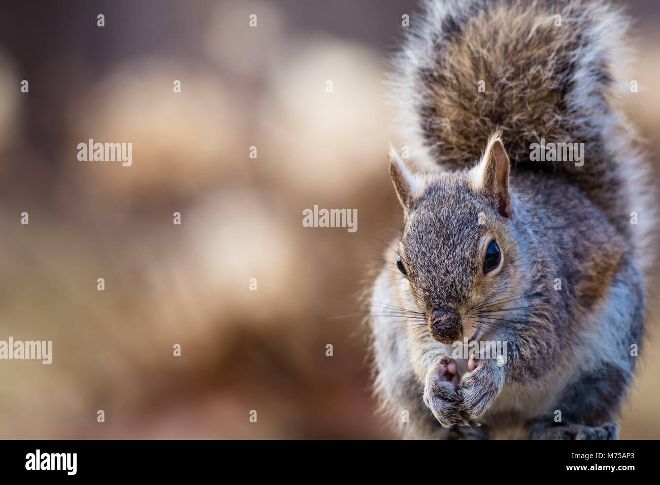 Gray Squirrel Teeth High Resolution Stock Photography and Images - Alamy
