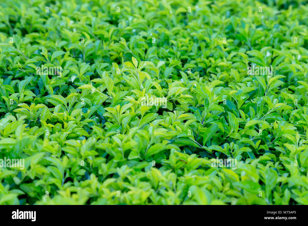 natural fresh green leaves tree in the garden, green leave tree ...