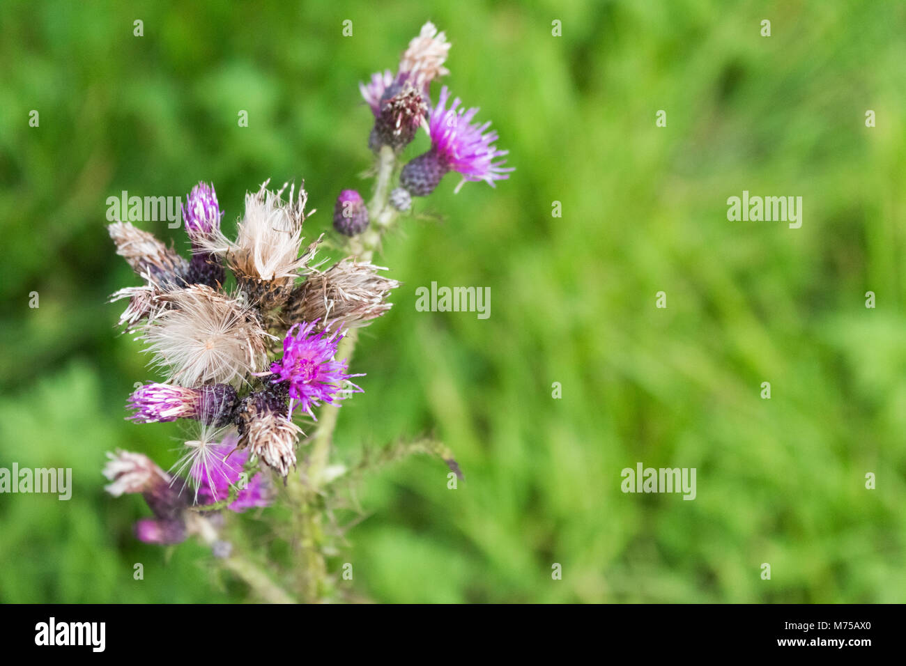 Purple thistle flowers growing in a field Stock Photo - Alamy