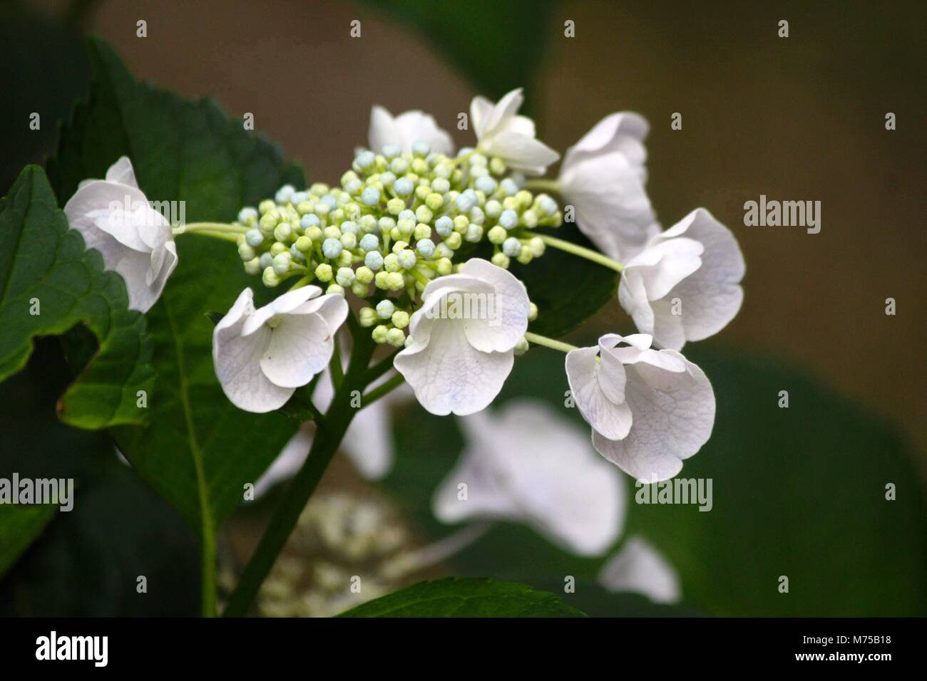 White hydrangea flower hi-res stock photography and images - Alamy