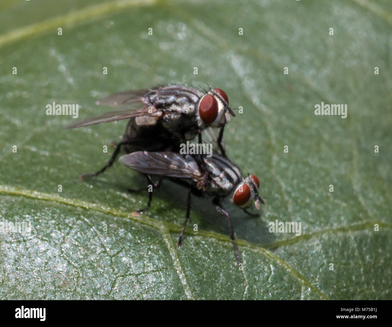 House fly mating hi-res stock photography and images - Alamy
