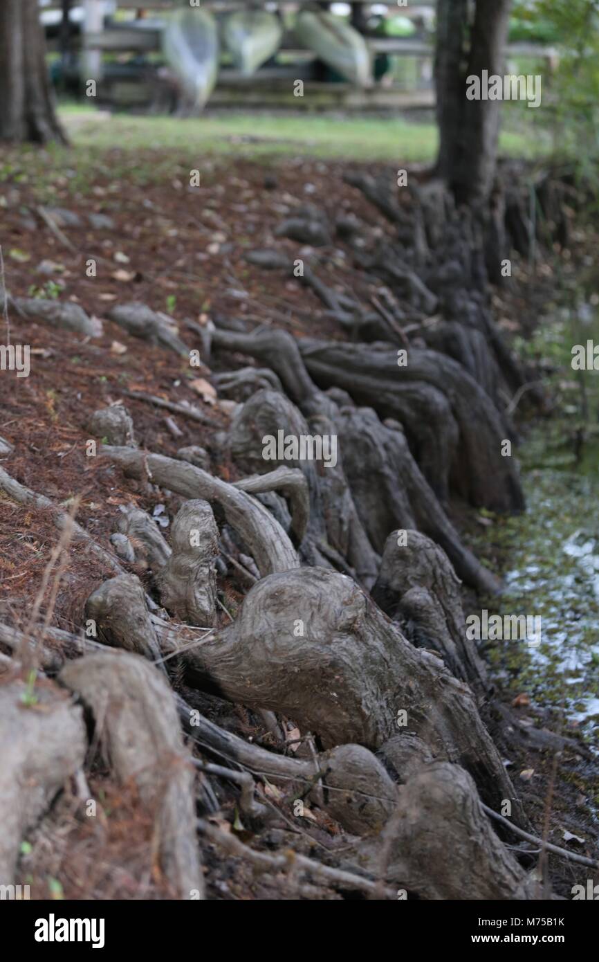 Louisiana cypress knees hi-res stock photography and images - Alamy