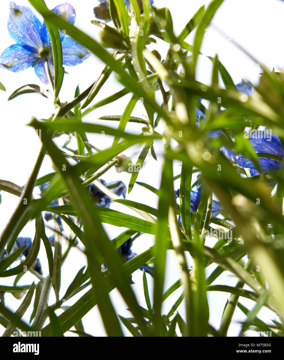 A different perspective of flowers Stock Photo - Alamy