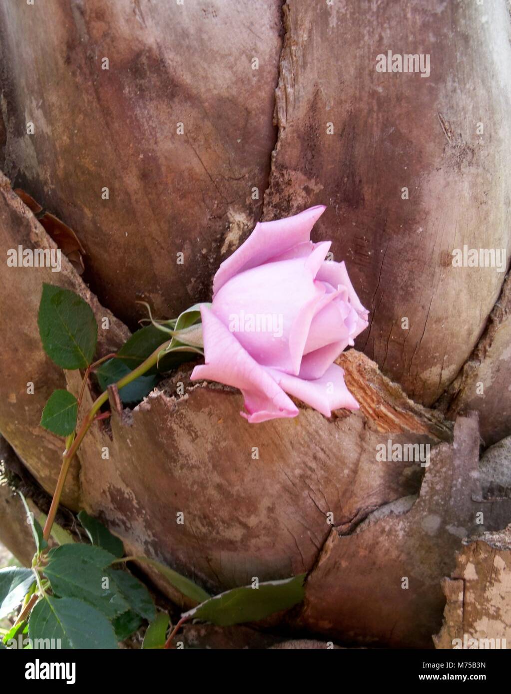Pink Rose against the trunk of a Palm Tree Stock Photo - Alamy