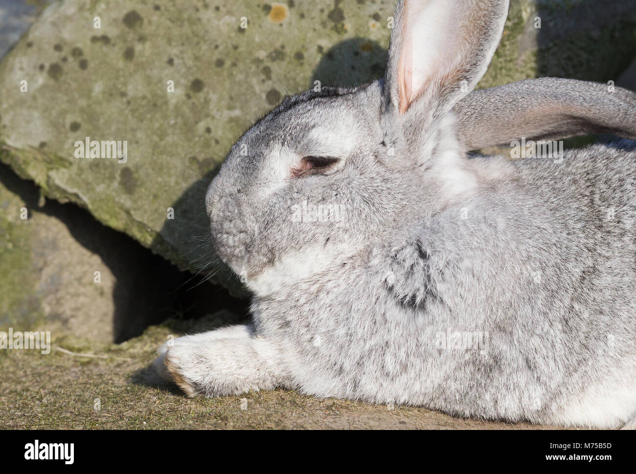 Purebred rabbit Belgian Giant resting outside in the sun, selective ...