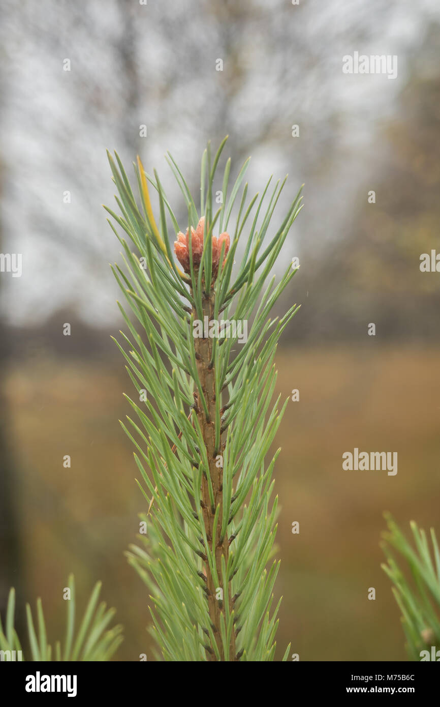 Beautiful moor landscape in the lueneburger heide Stock Photo - Alamy