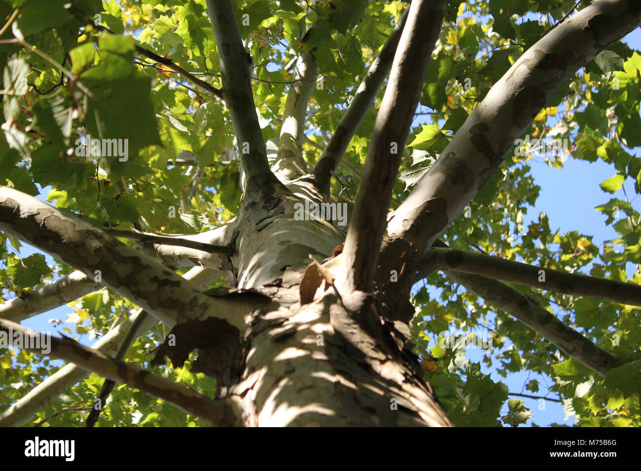 Platanus occidentalis buttonball tree hi-res stock photography and ...