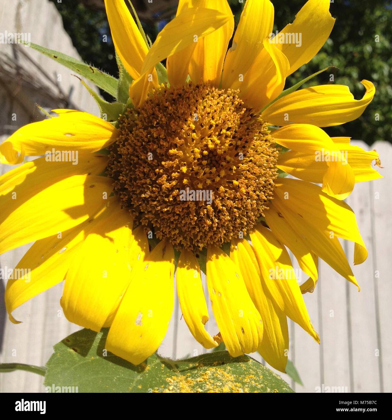 Closeup of a sunflower hi-res stock photography and images - Alamy
