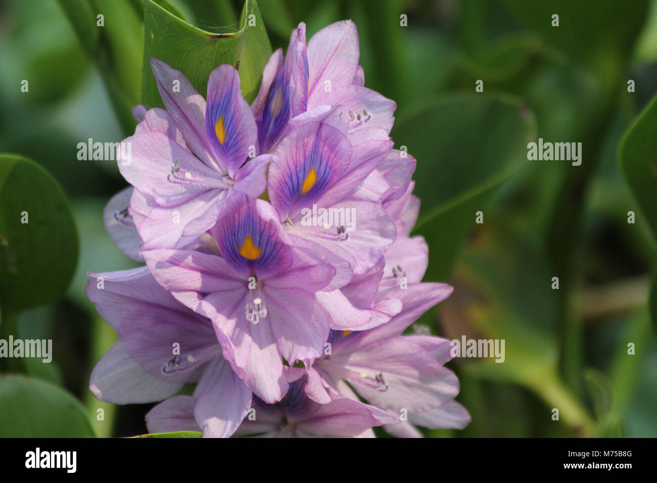 Water Hyacinth: Pond flowers Stock Photo - Alamy