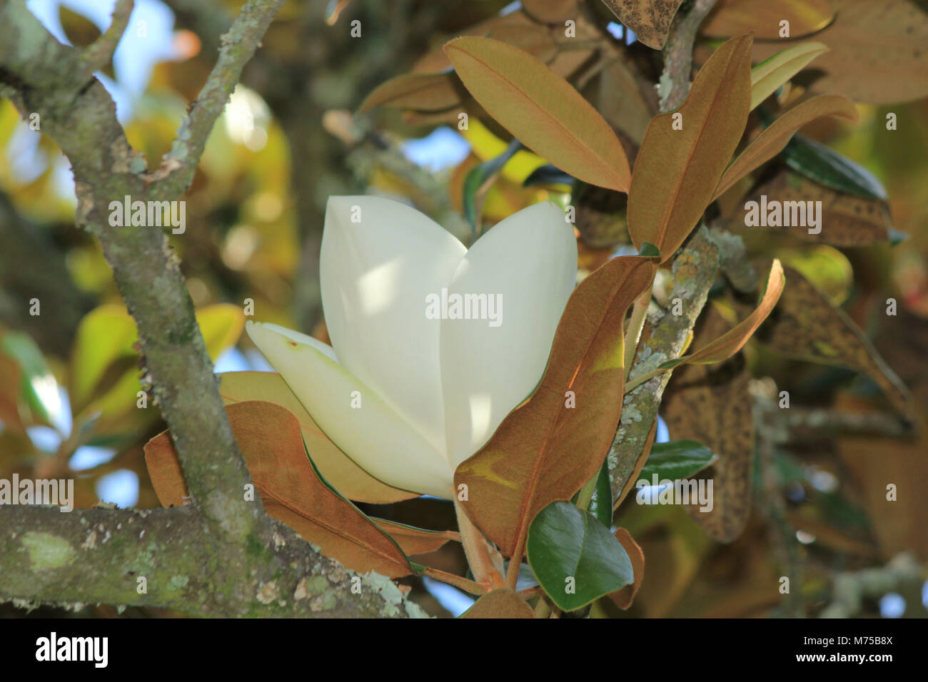 Magnolia blooms hi-res stock photography and images - Alamy
