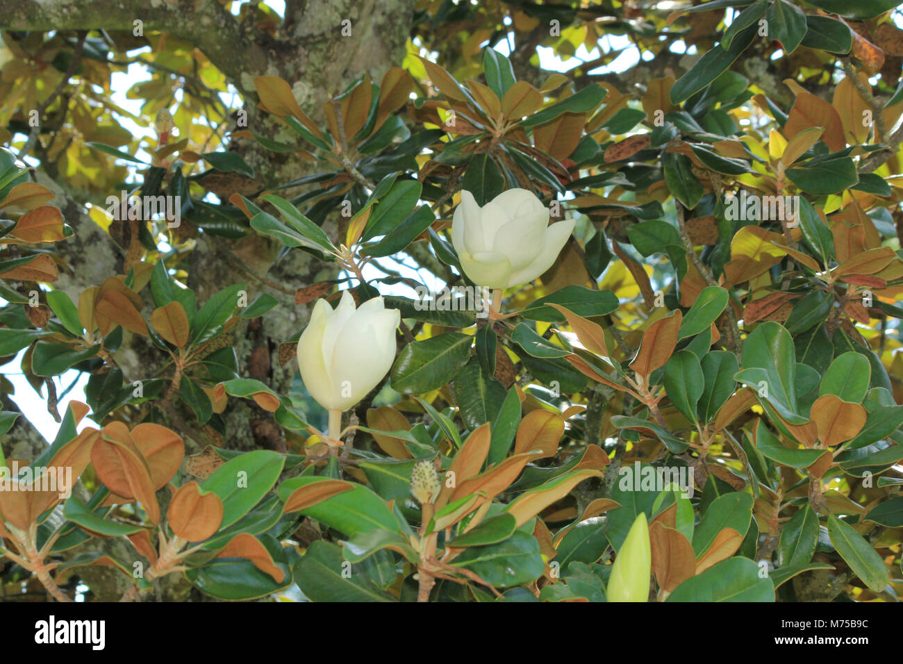Louisiana State Flower: Magnolia Stock Photo - Alamy