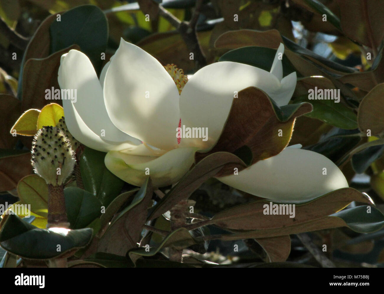 Louisiana magnolia flower hi-res stock photography and images - Alamy