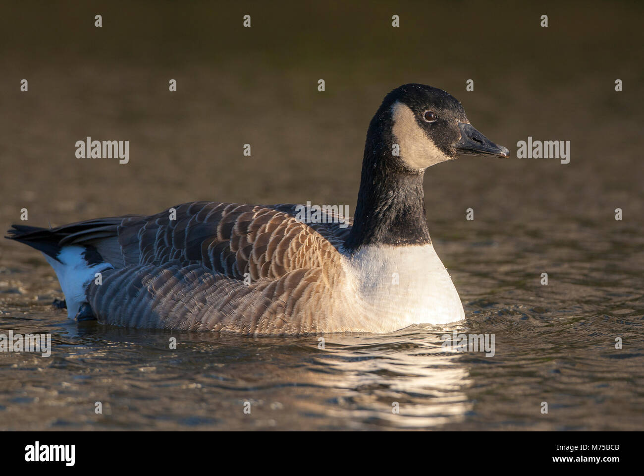 Canada isle of man hi-res stock photography and images - Alamy