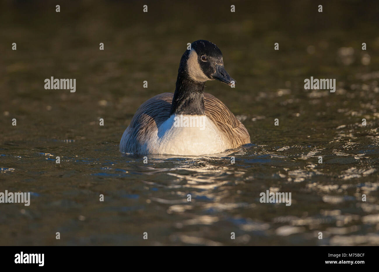 Canada isle of man hi-res stock photography and images - Alamy