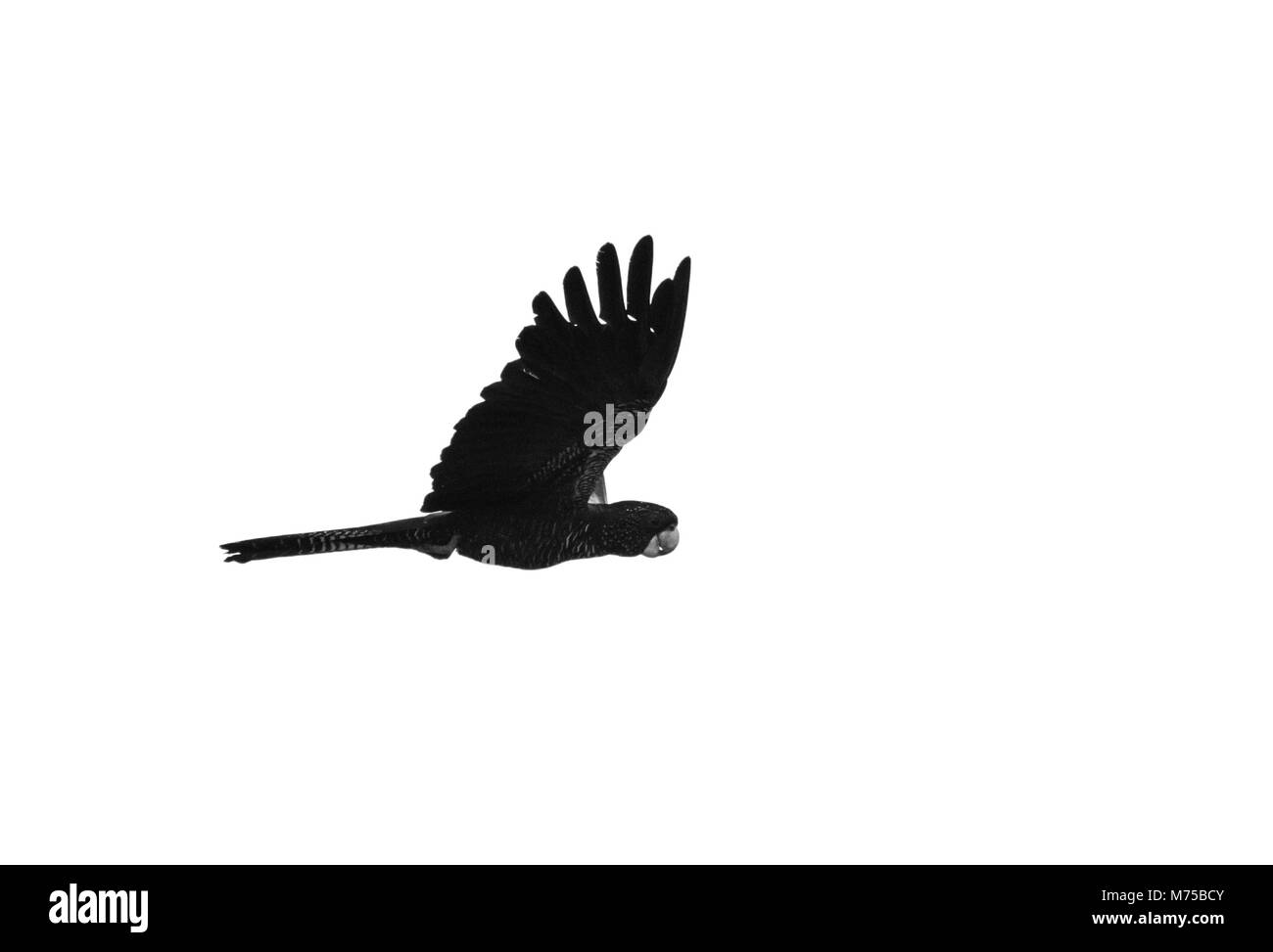 Black tailed cockatoo Cut Out Stock Images & Pictures - Alamy