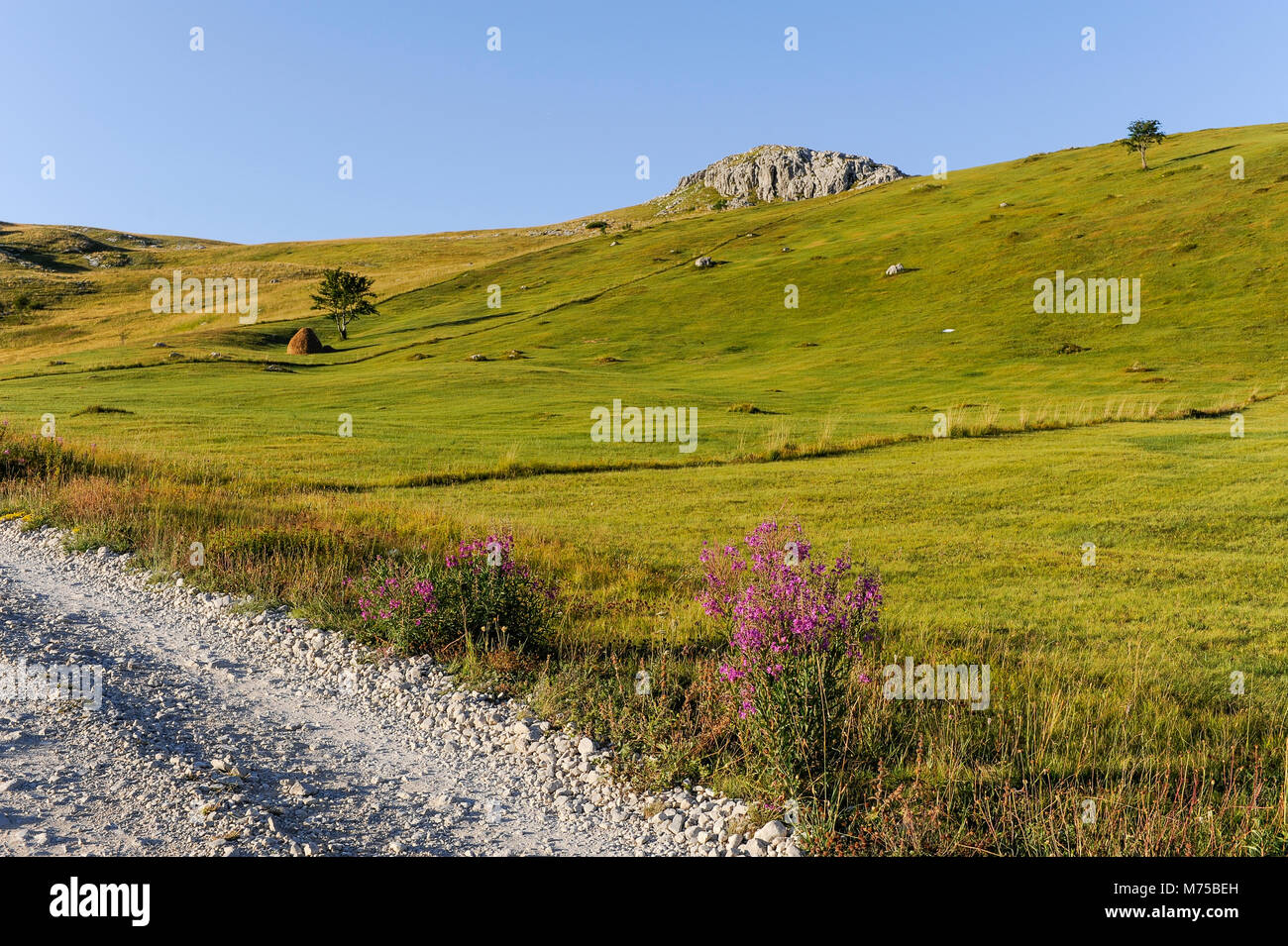 Green meadows in Montenegro countryside with haystack and tree at ...