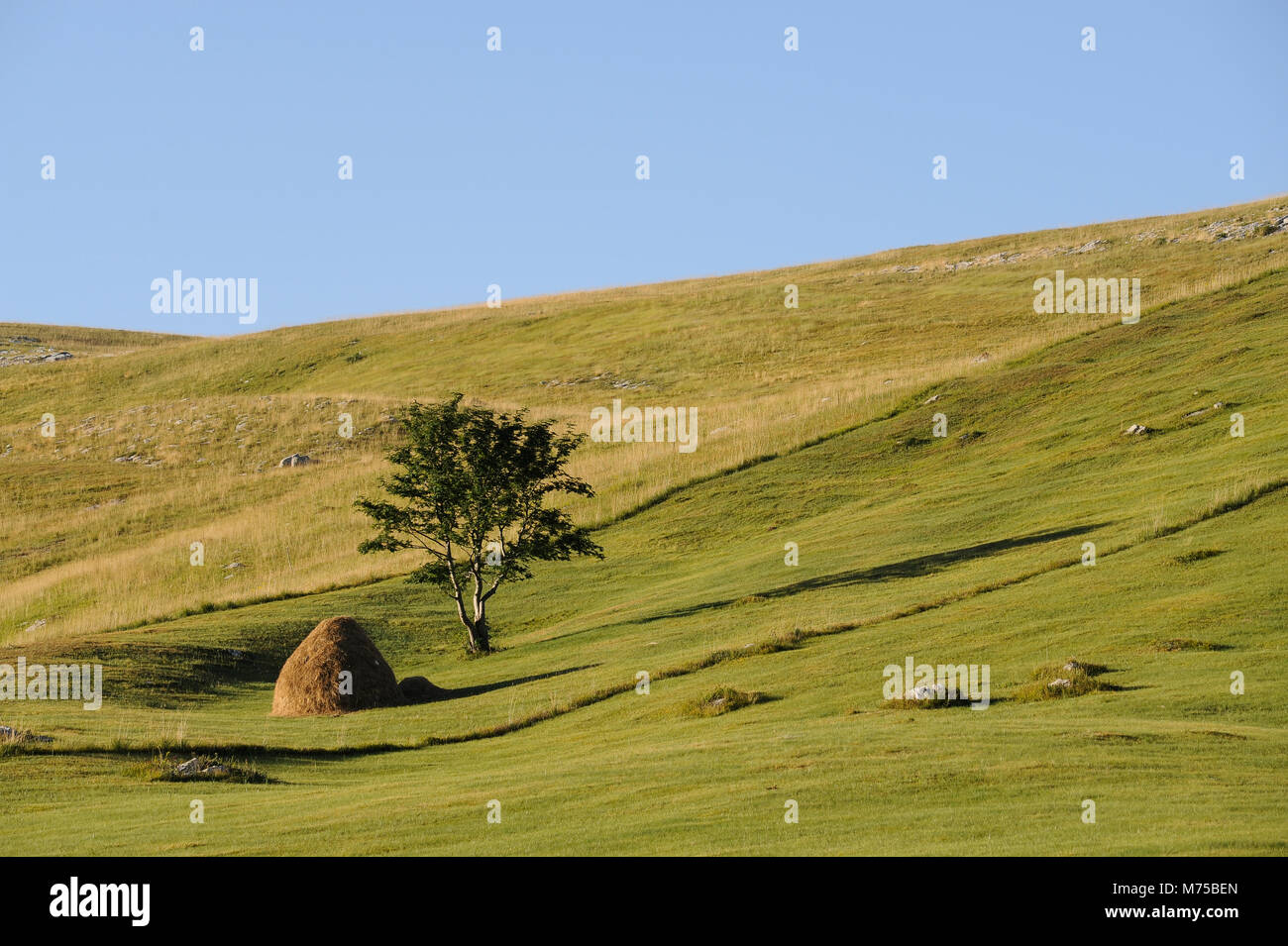Green meadows in Montenegro countryside with haystack and tree at ...