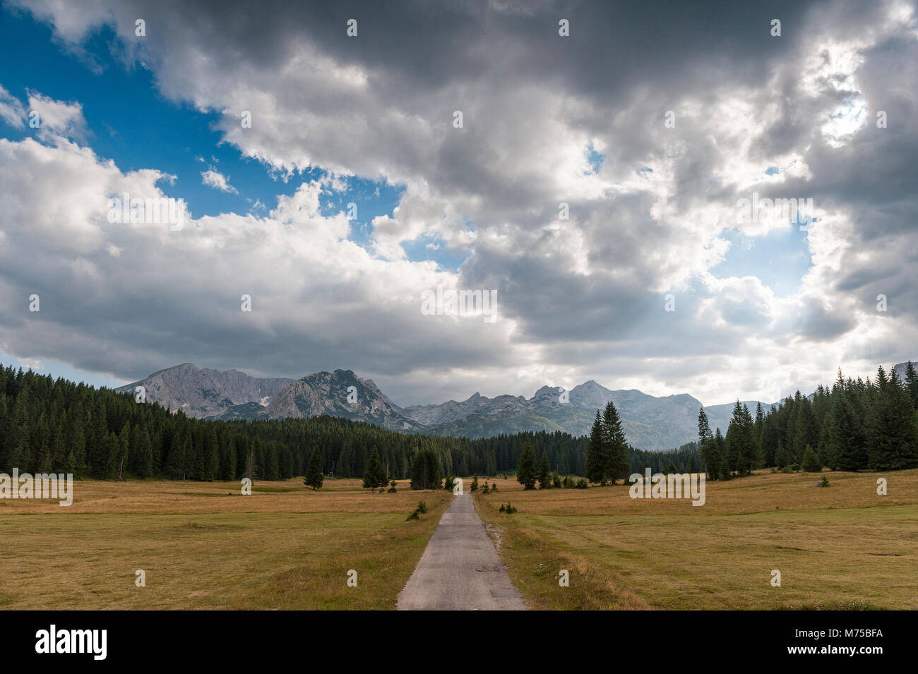 Small road landscape with pine forests in the foreground and the ...