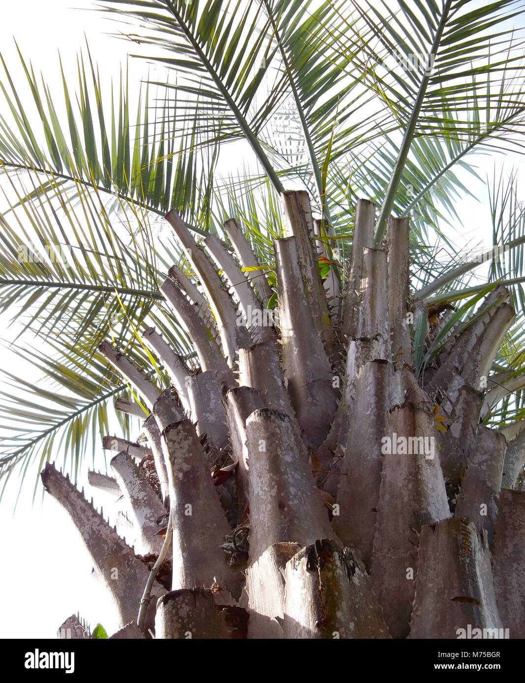 Date palm tree hi-res stock photography and images - Alamy