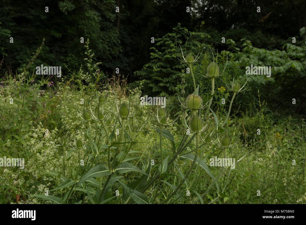 Scottish thistle (emblem of Scotland). Stirling. Scotland Stock Photo ...