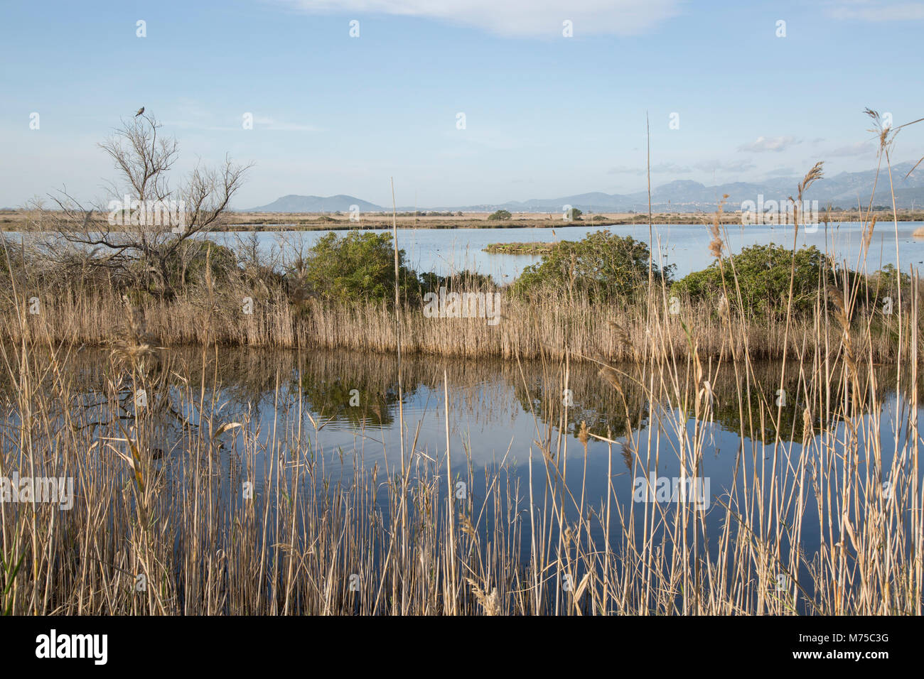 Albufera National Park; Alcudia; Majorca; Spain Stock Photo - Alamy