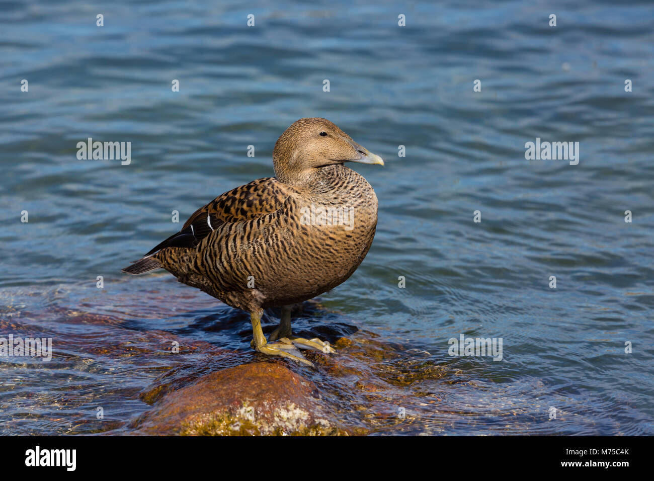 Female common eider duck in hi-res stock photography and images - Alamy