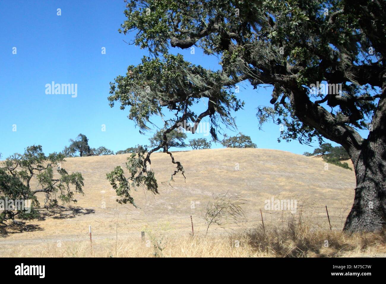 California Oak trees have character! Trees in a golden field Stock ...