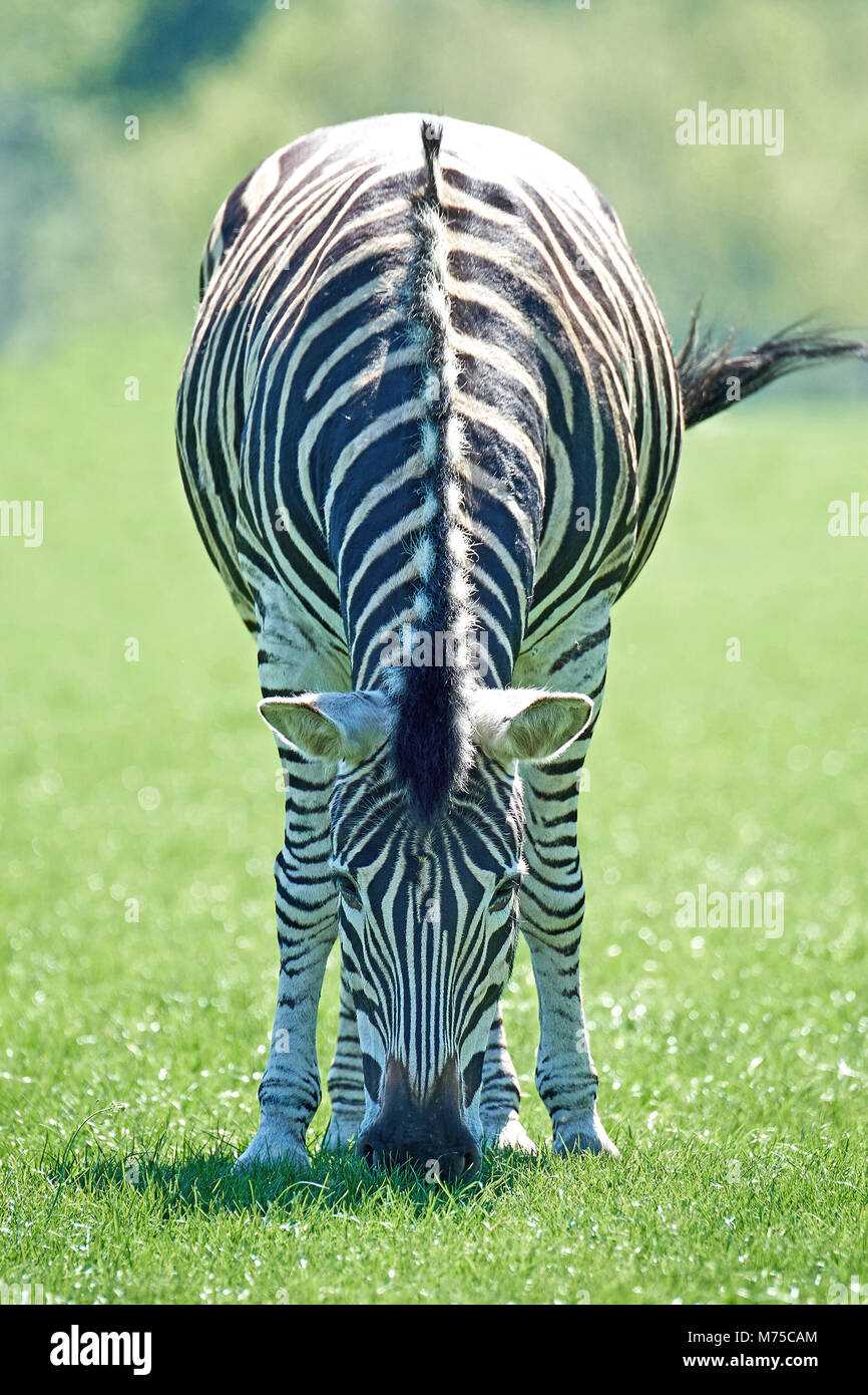 Plains Zebra eating grass in its habitat Stock Photo - Alamy