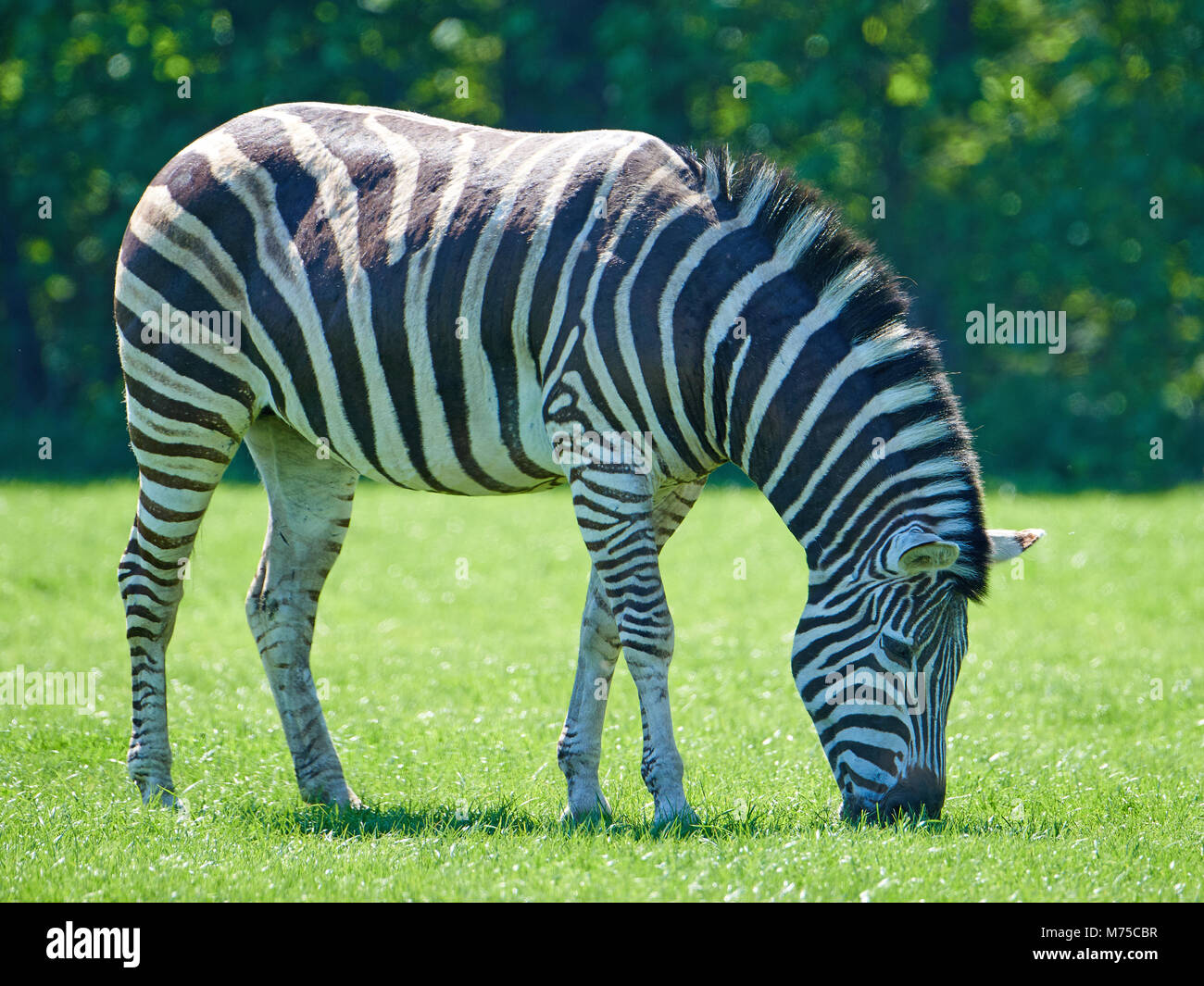 Plains Zebra eating grass in its habitat Stock Photo - Alamy