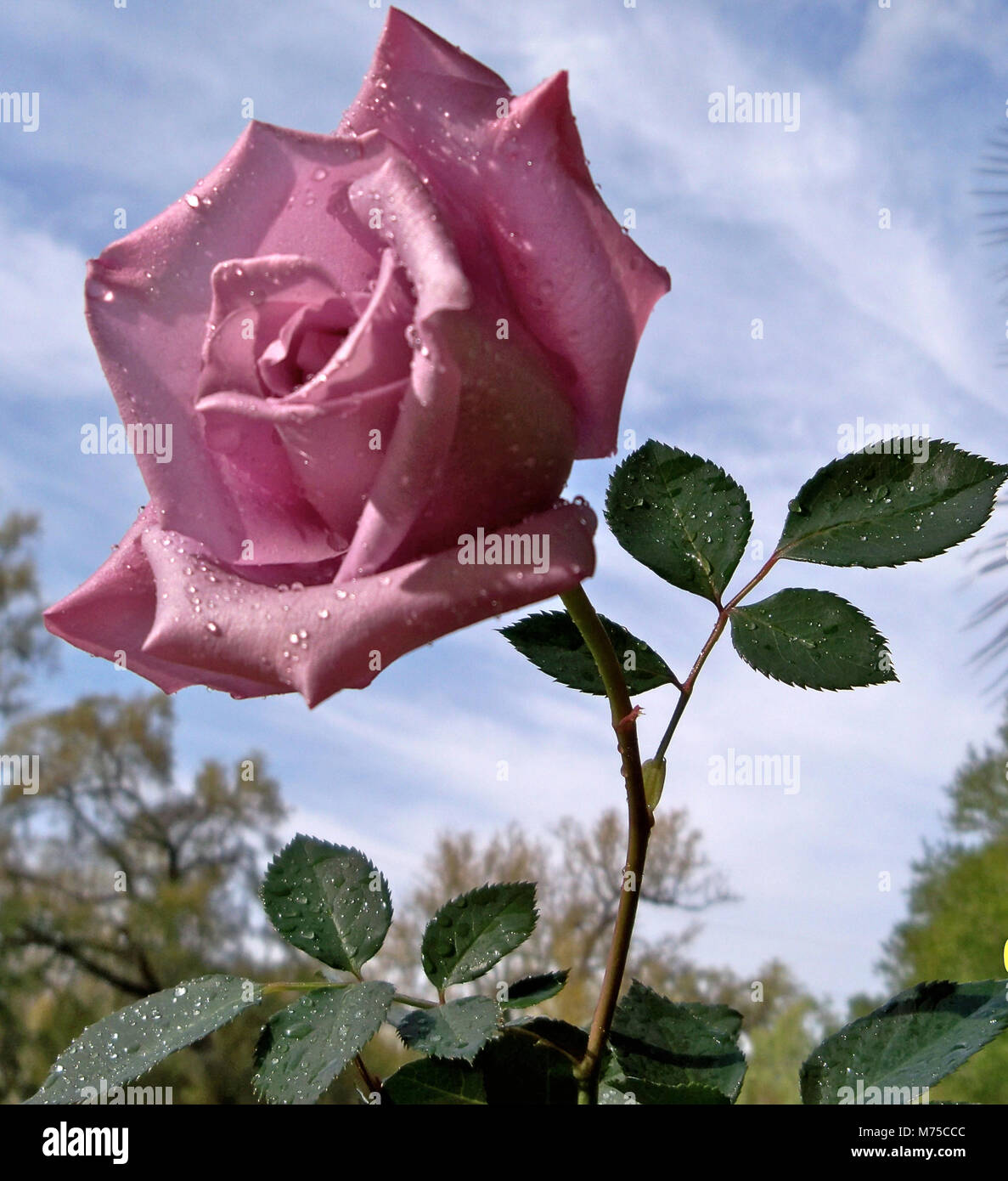 Rose after a rain shower hi-res stock photography and images - Alamy