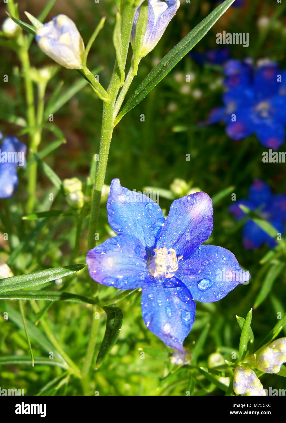 Summer Blues Flower Stock Photo - Alamy