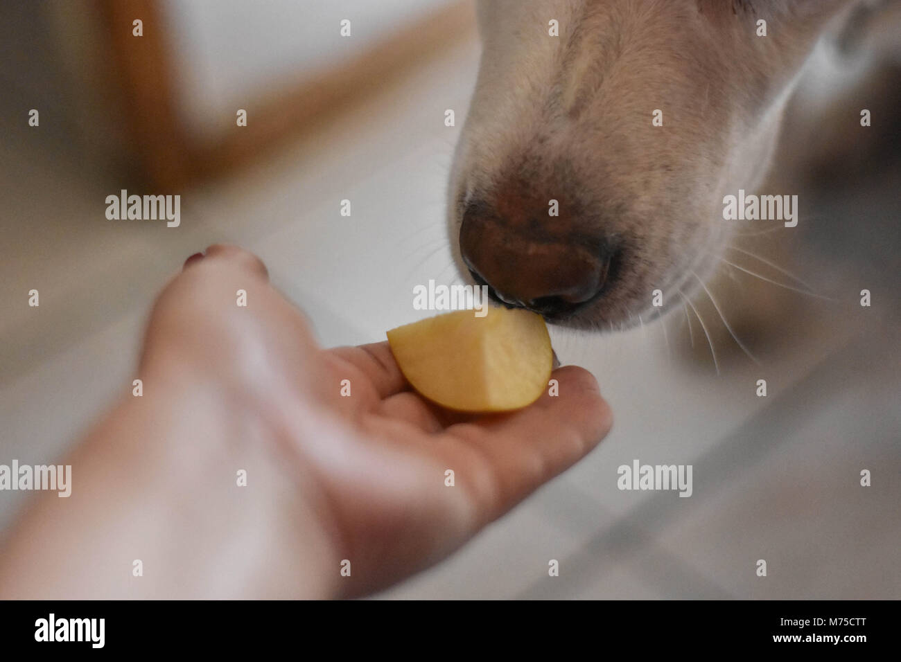 Black dog eating apple hi-res stock photography and images - Alamy