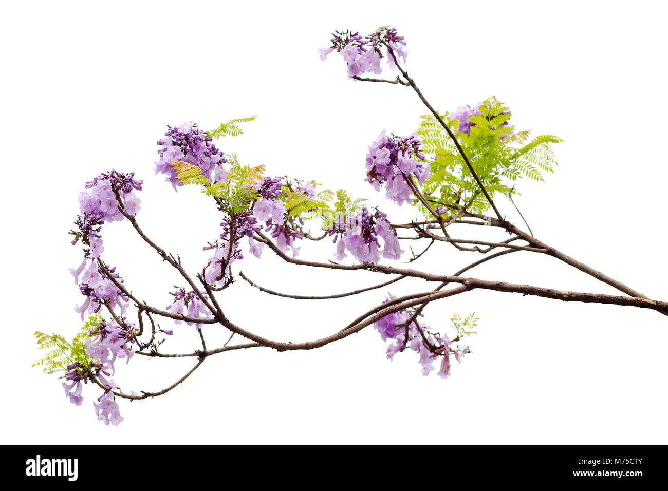 Jacaranda Flower isolated on white background, a species with an ...